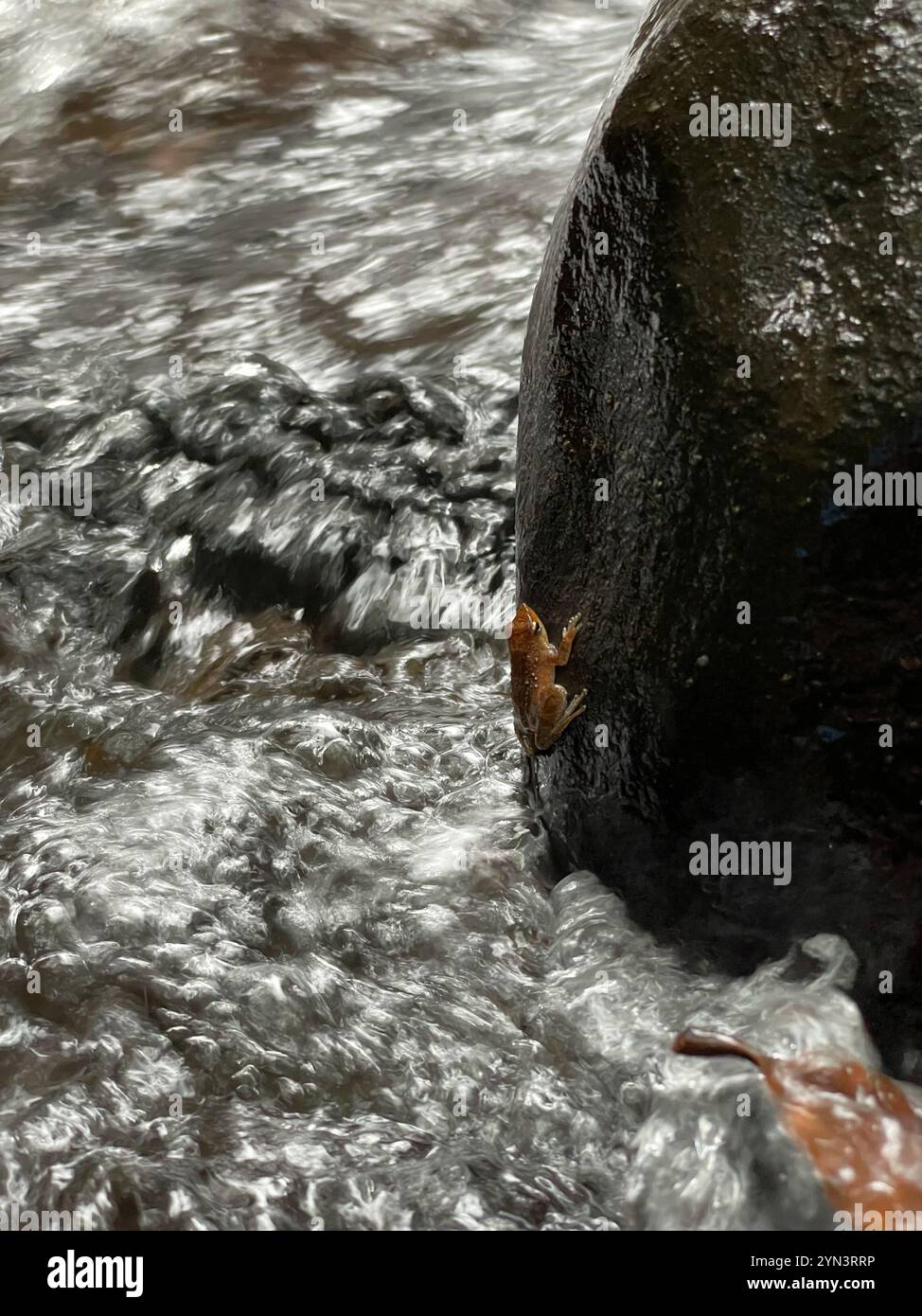 Micrixalus frog hi-res stock photography and images - Alamy