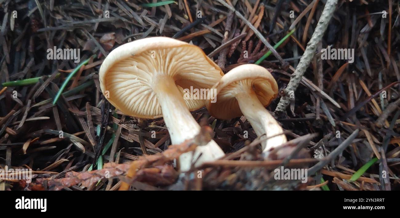 Fragrant Funnel (Clitocybe fragrans Stock Photo - Alamy