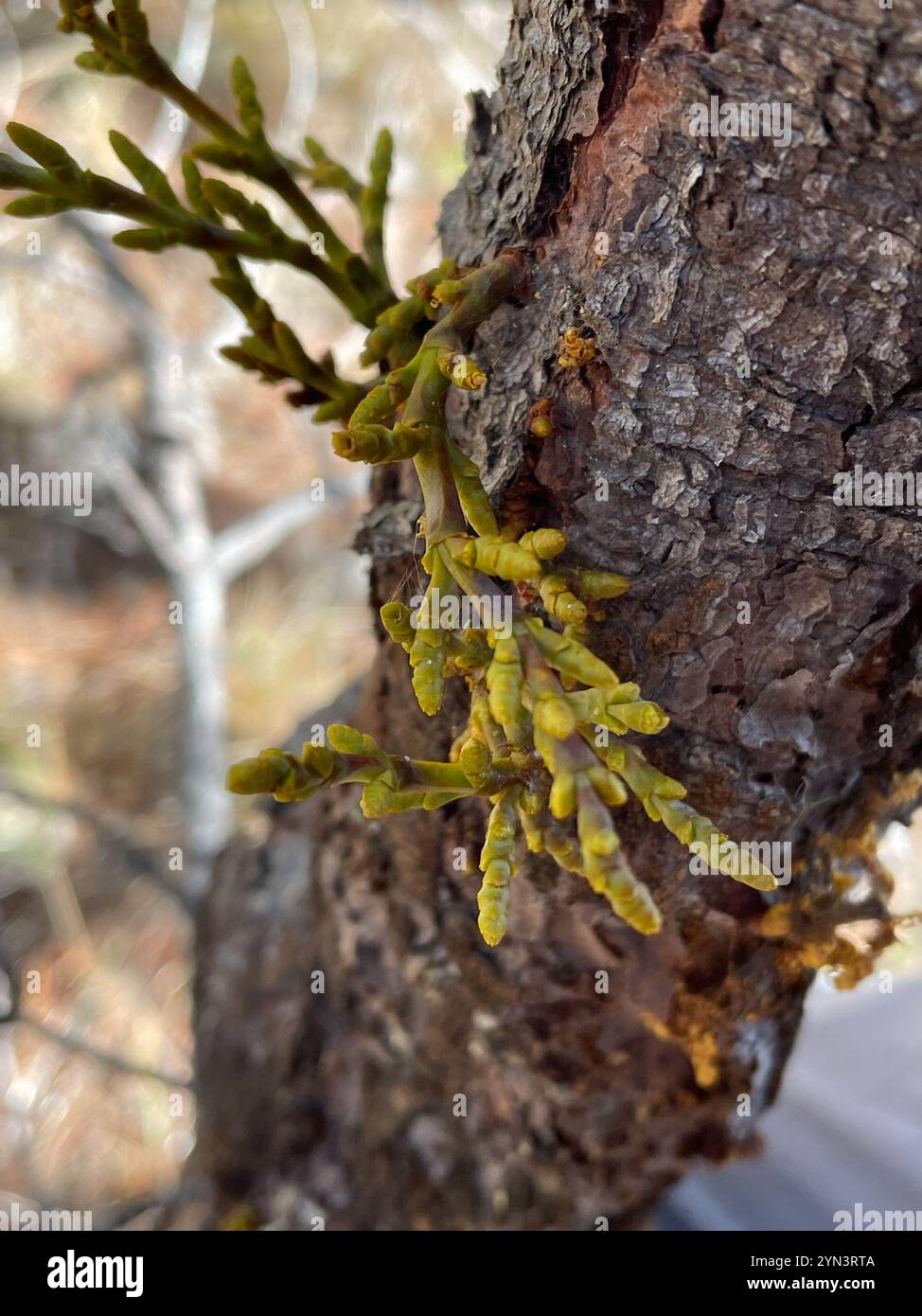Coastal Dwarf-Mistletoe (Arceuthobium littorum Stock Photo - Alamy
