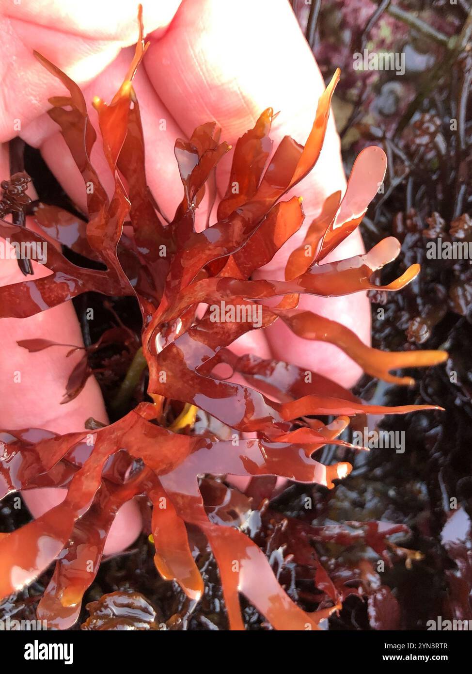 red algae (Rhodophyta Stock Photo - Alamy