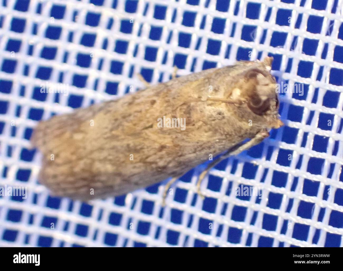 Owlet Moths and Allies (Noctuoidea Stock Photo - Alamy