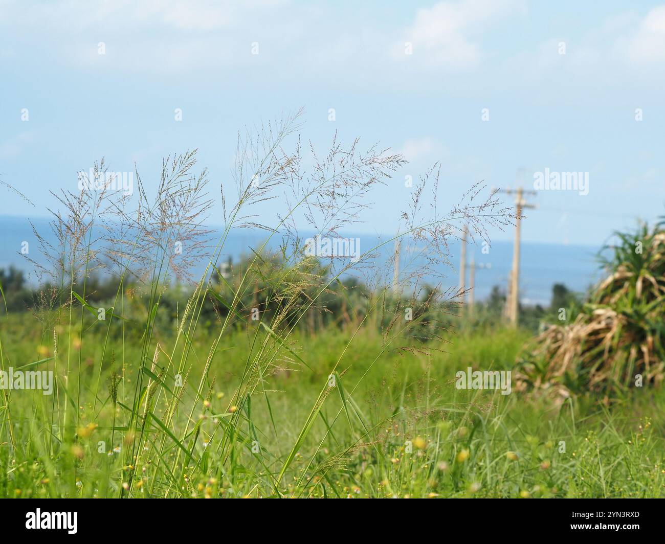guinea grass (Megathyrsus maximus Stock Photo - Alamy