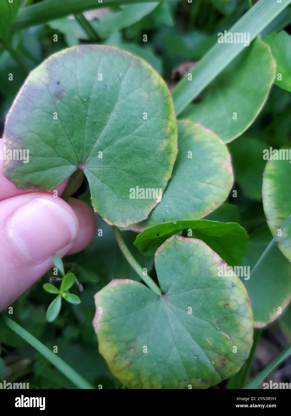 Gotu Cola (Centella asiatica Stock Photo - Alamy