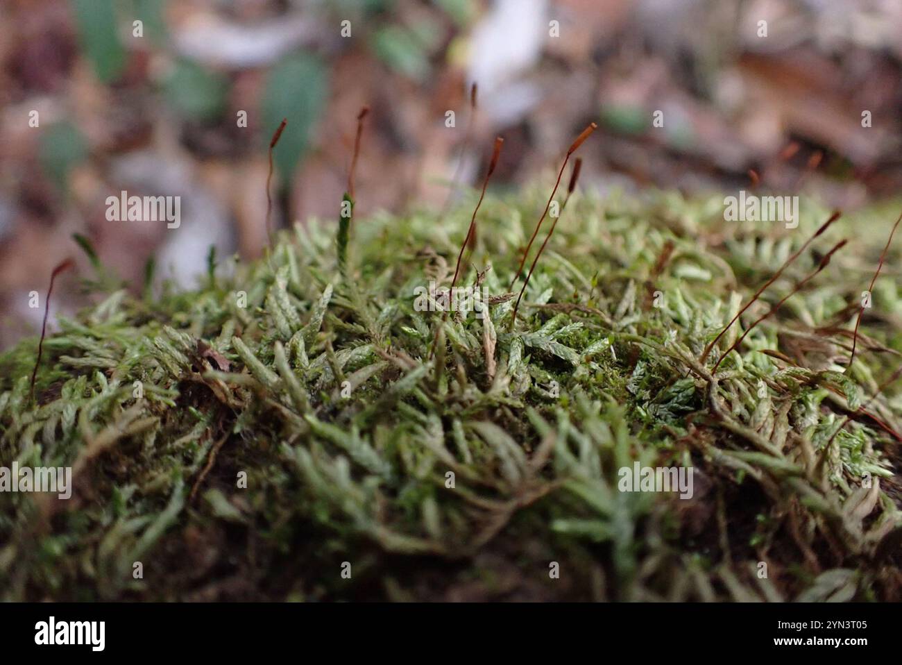 seductive entodon moss (Entodon seductrix Stock Photo - Alamy
