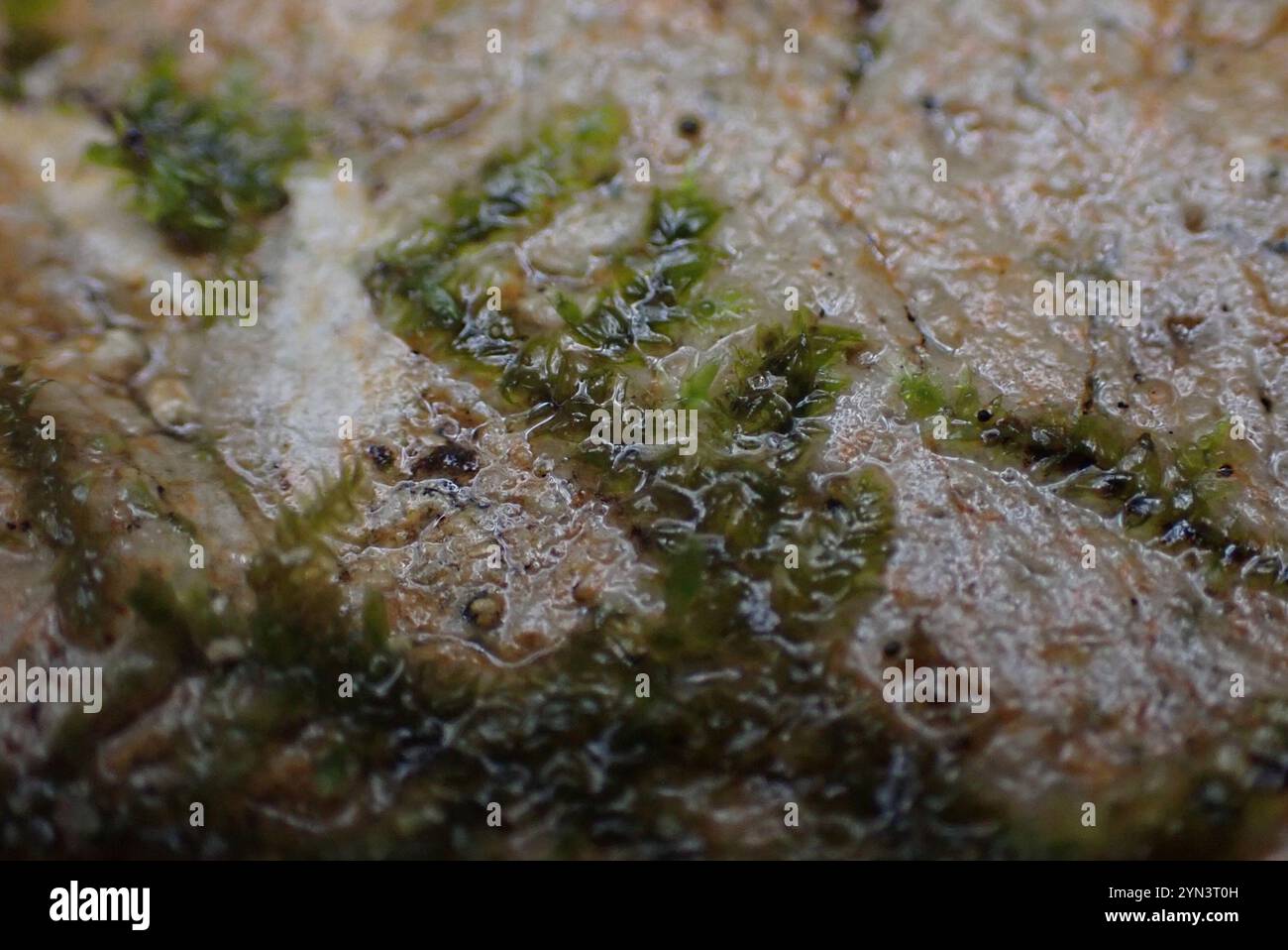 Streamside Leptodictyum Moss (Leptodictyum riparium Stock Photo - Alamy