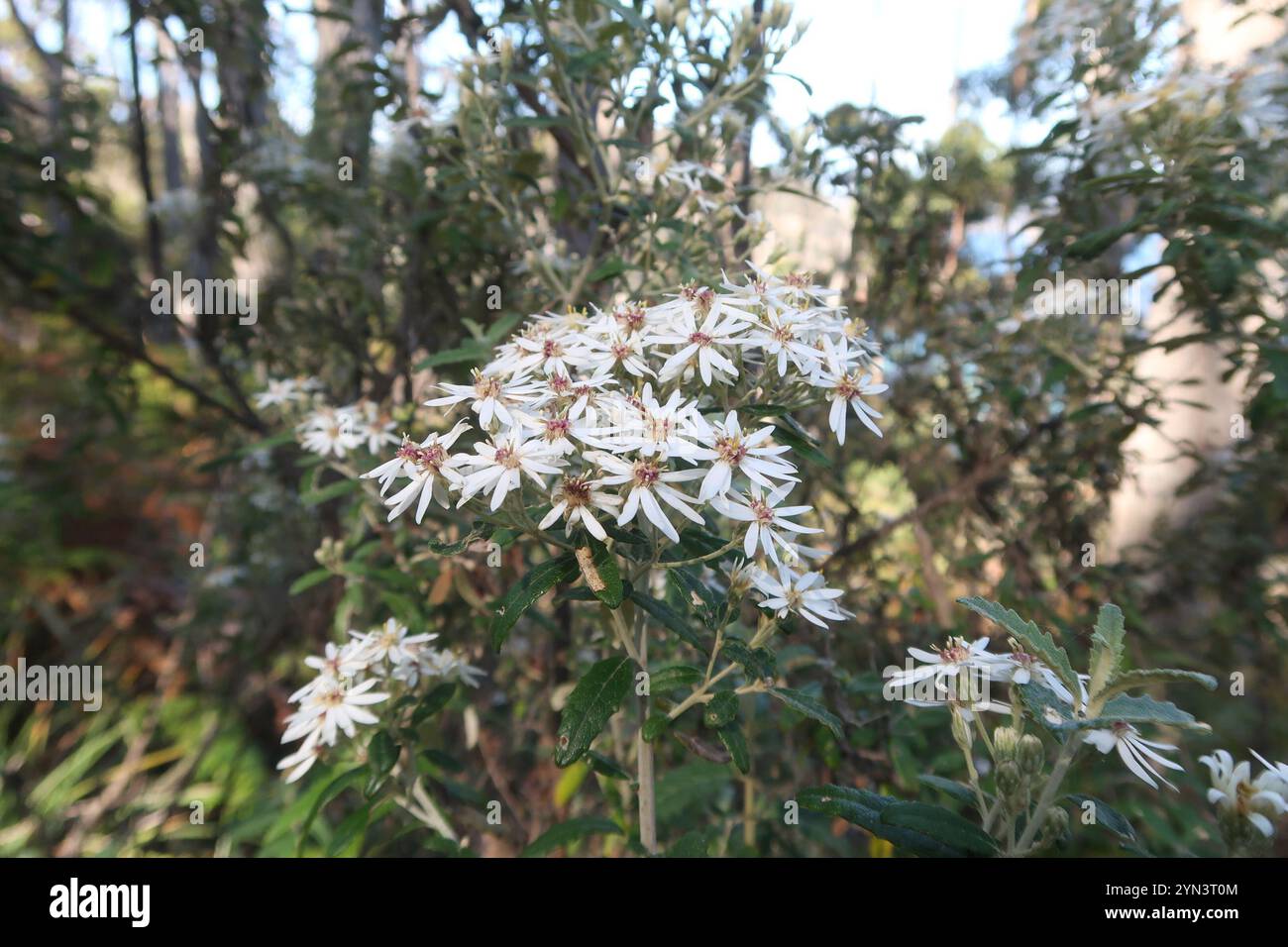 Snowbush hi-res stock photography and images - Alamy