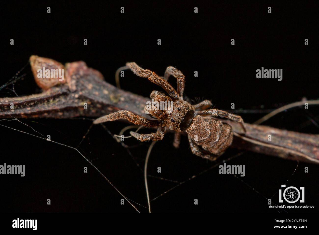 Hyptiotes hi-res stock photography and images - Alamy