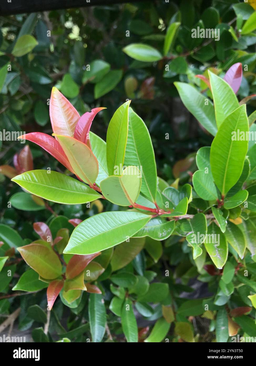 scrub cherry (Syzygium australe Stock Photo - Alamy