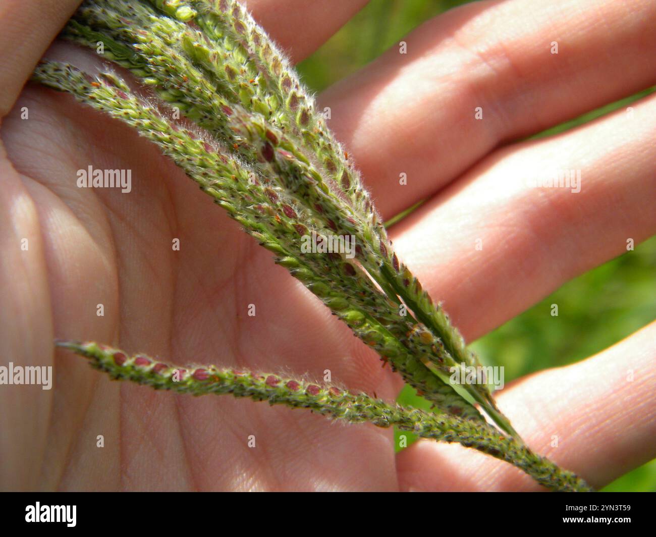 Vasey Grass (Paspalum urvillei Stock Photo - Alamy