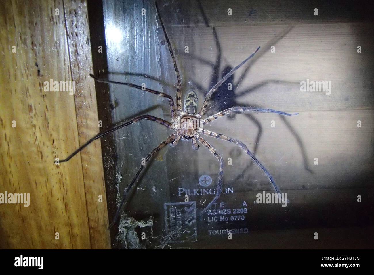 Long-legged Huntsman Spider (Heteropoda longipes Stock Photo - Alamy