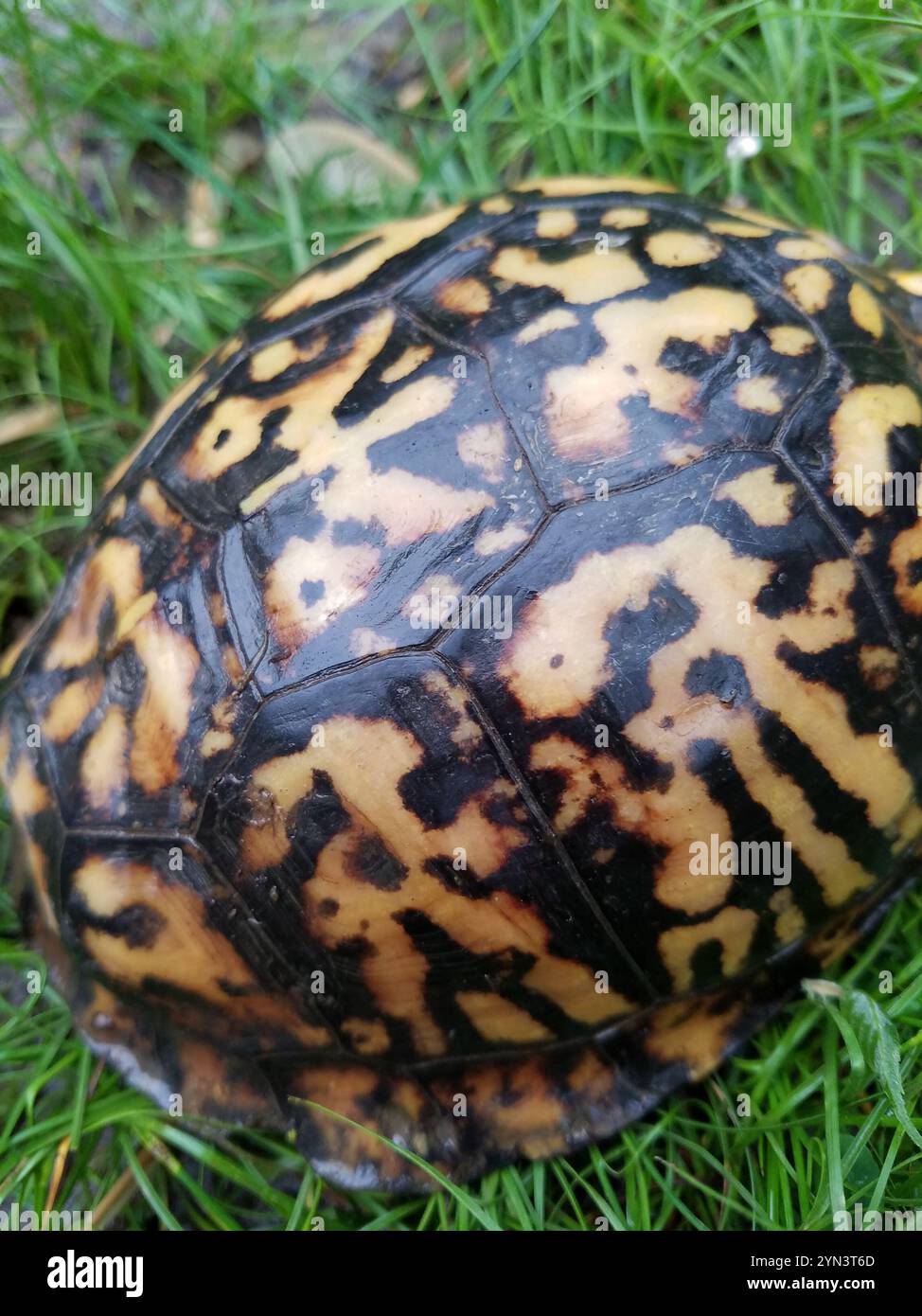 Eastern Box Turtle (Terrapene carolina carolina Stock Photo - Alamy