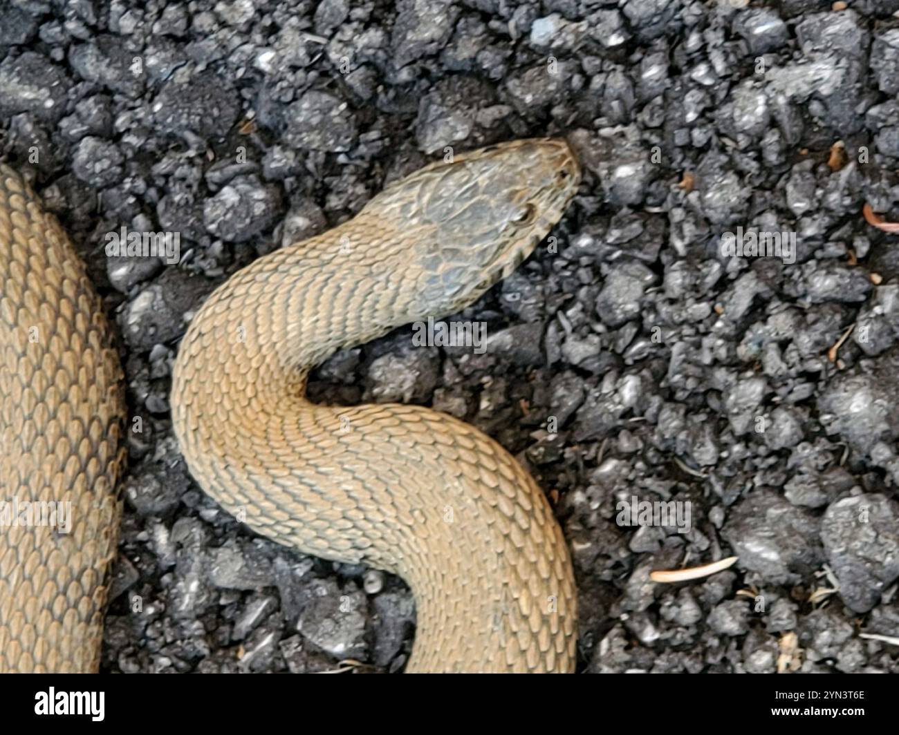 Northern Watersnake (Nerodia sipedon sipedon Stock Photo - Alamy