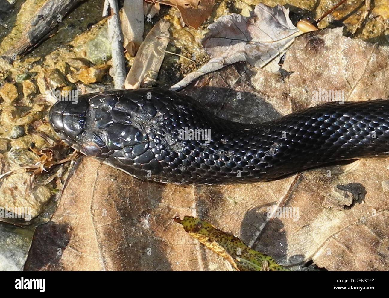 Eastern Ratsnake (Pantherophis alleghaniensis Stock Photo - Alamy