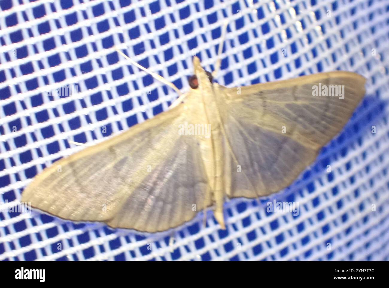 Pearl Moths (Spilomelinae Stock Photo - Alamy