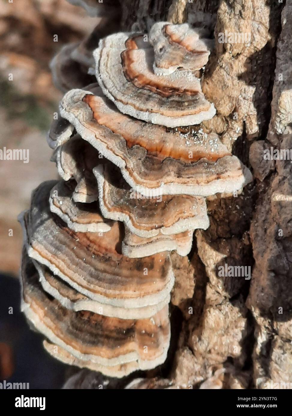 shelf fungi (Polyporales Stock Photo - Alamy