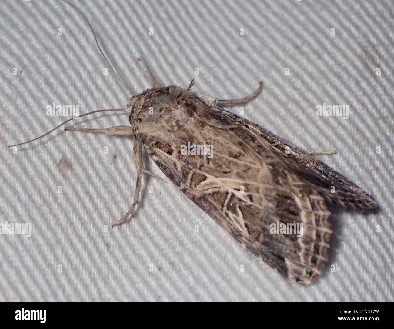 Mediterranean Brocade (Spodoptera littoralis Stock Photo - Alamy