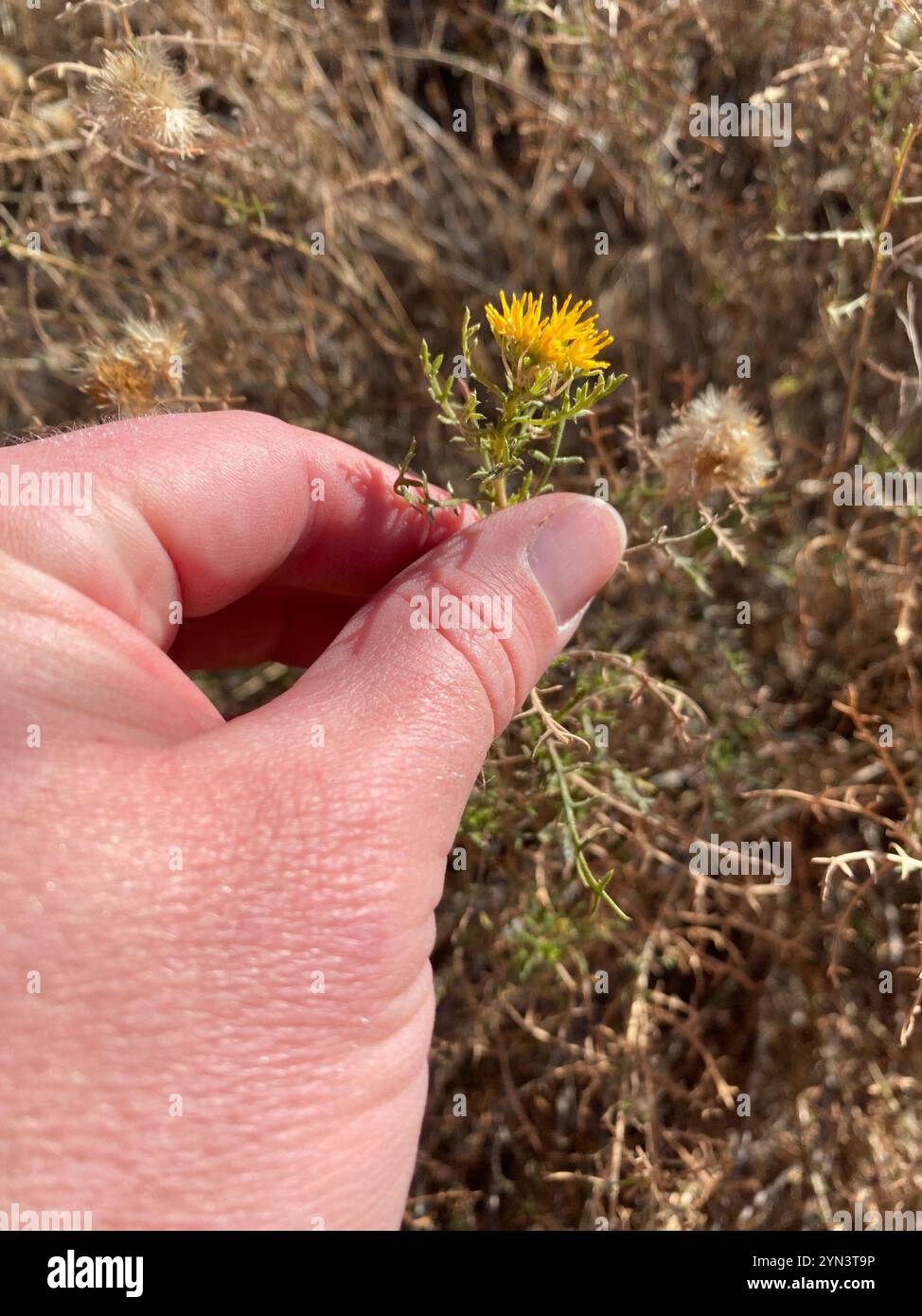 burroweed (Isocoma tenuisecta Stock Photo - Alamy
