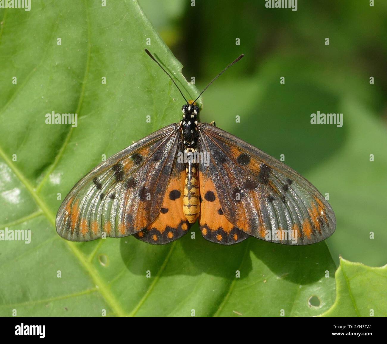 Wandering Donkey Acraea (Acraea neobule Stock Photo - Alamy