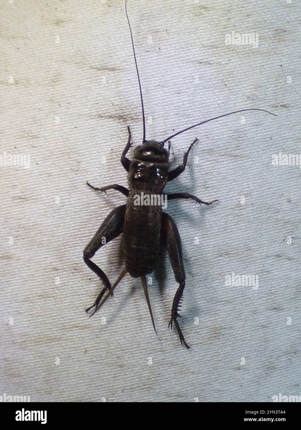 Fall Field Cricket (Gryllus pennsylvanicus Stock Photo - Alamy