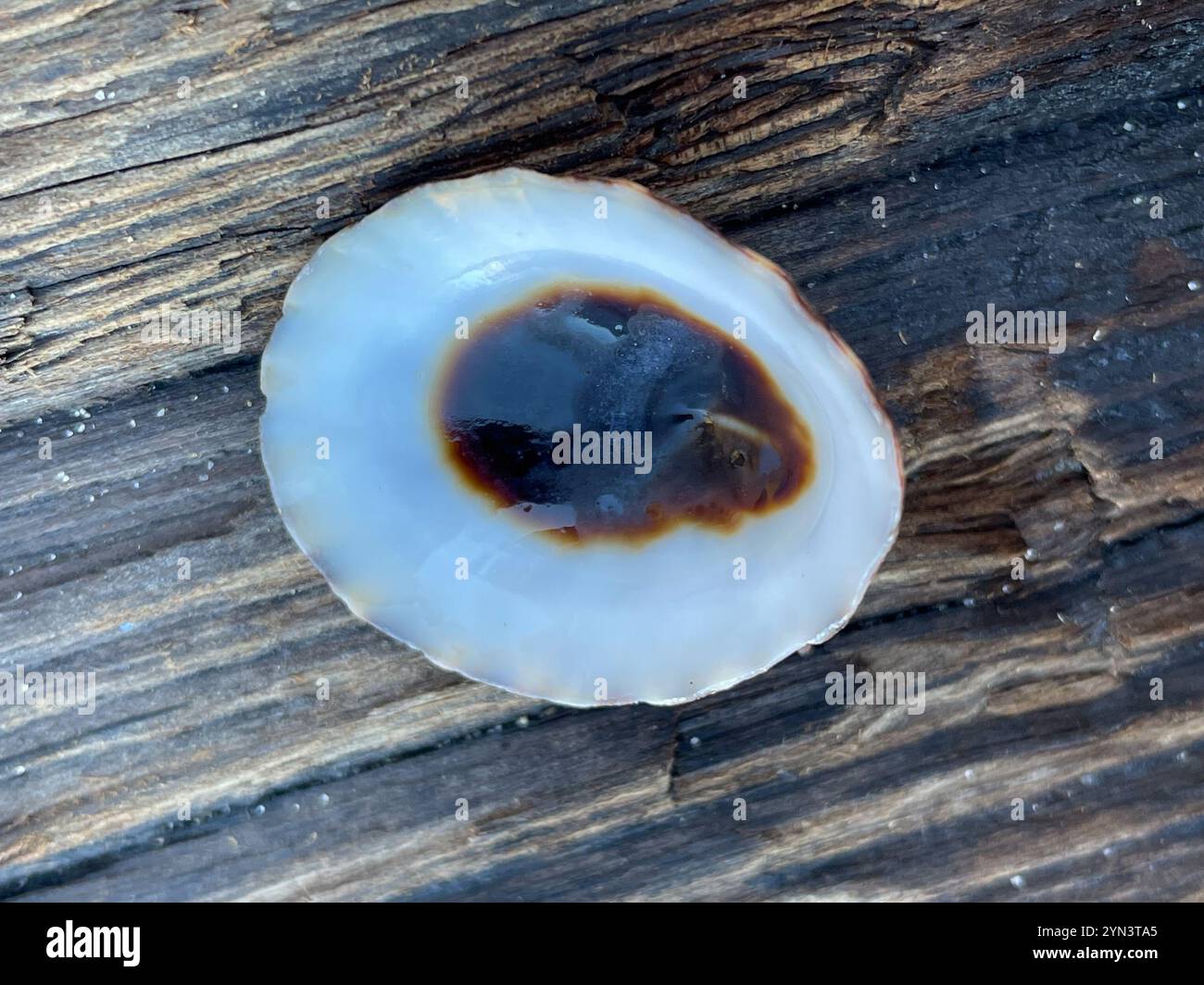 Shield Limpet (Lottia pelta Stock Photo - Alamy