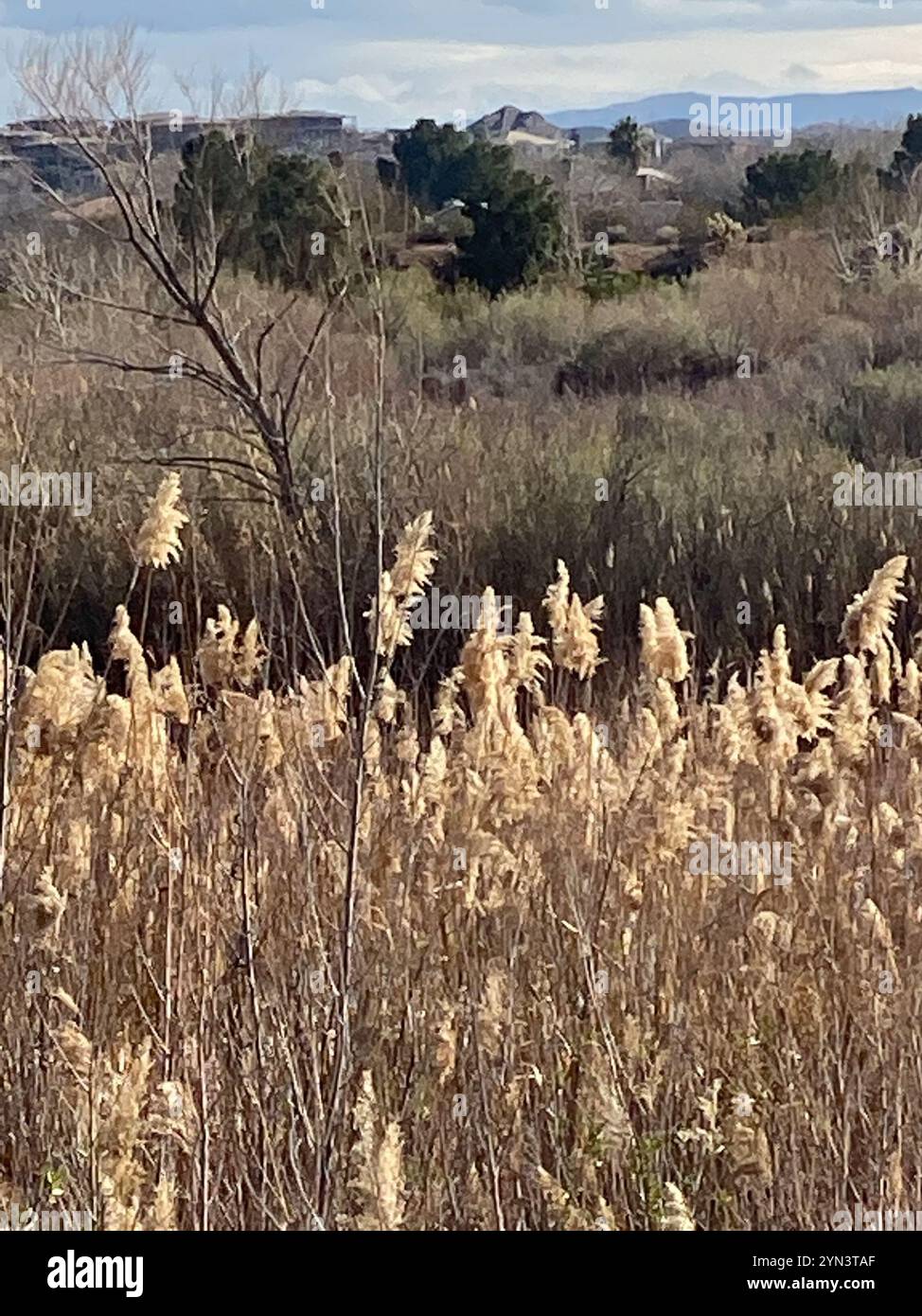 European reed (Phragmites australis australis Stock Photo - Alamy