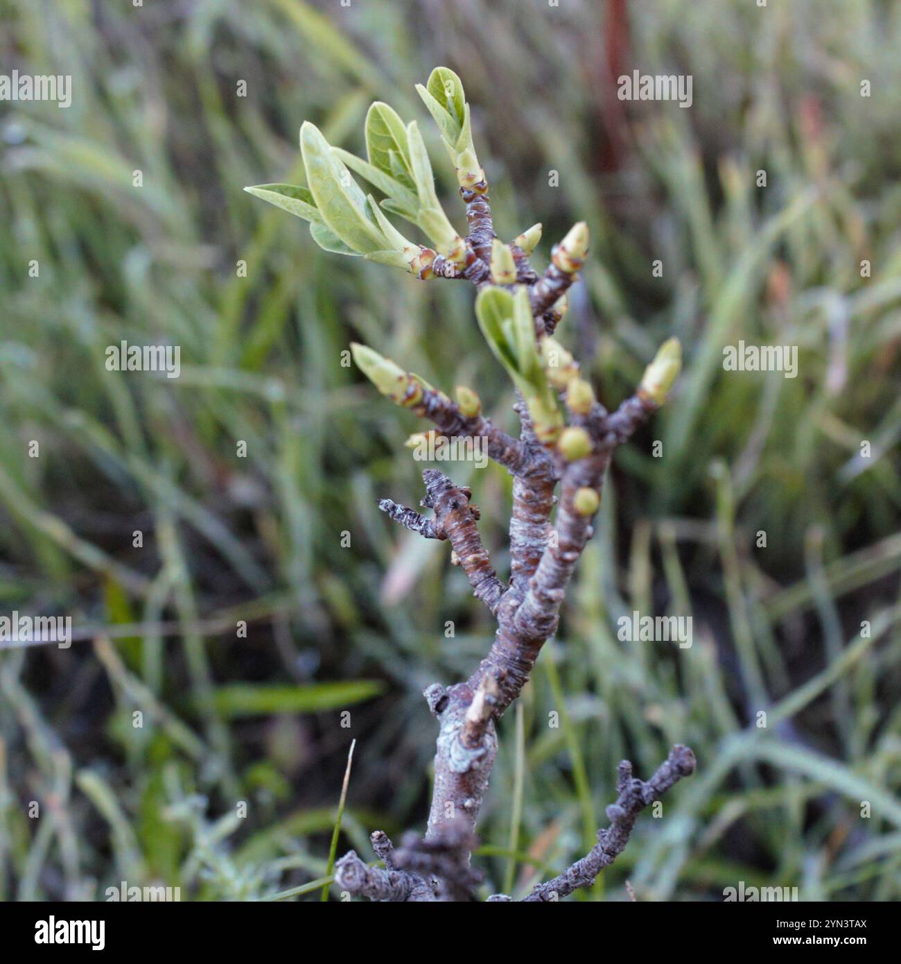 Osoberry (Oemleria cerasiformis Stock Photo - Alamy