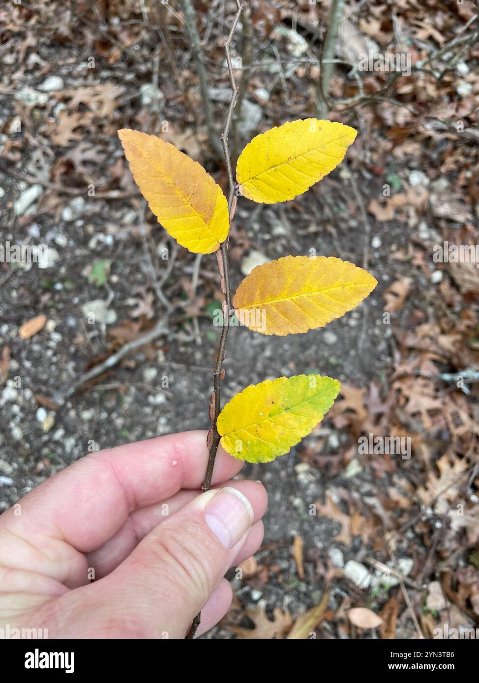 Cedar Elm (Ulmus crassifolia Stock Photo - Alamy
