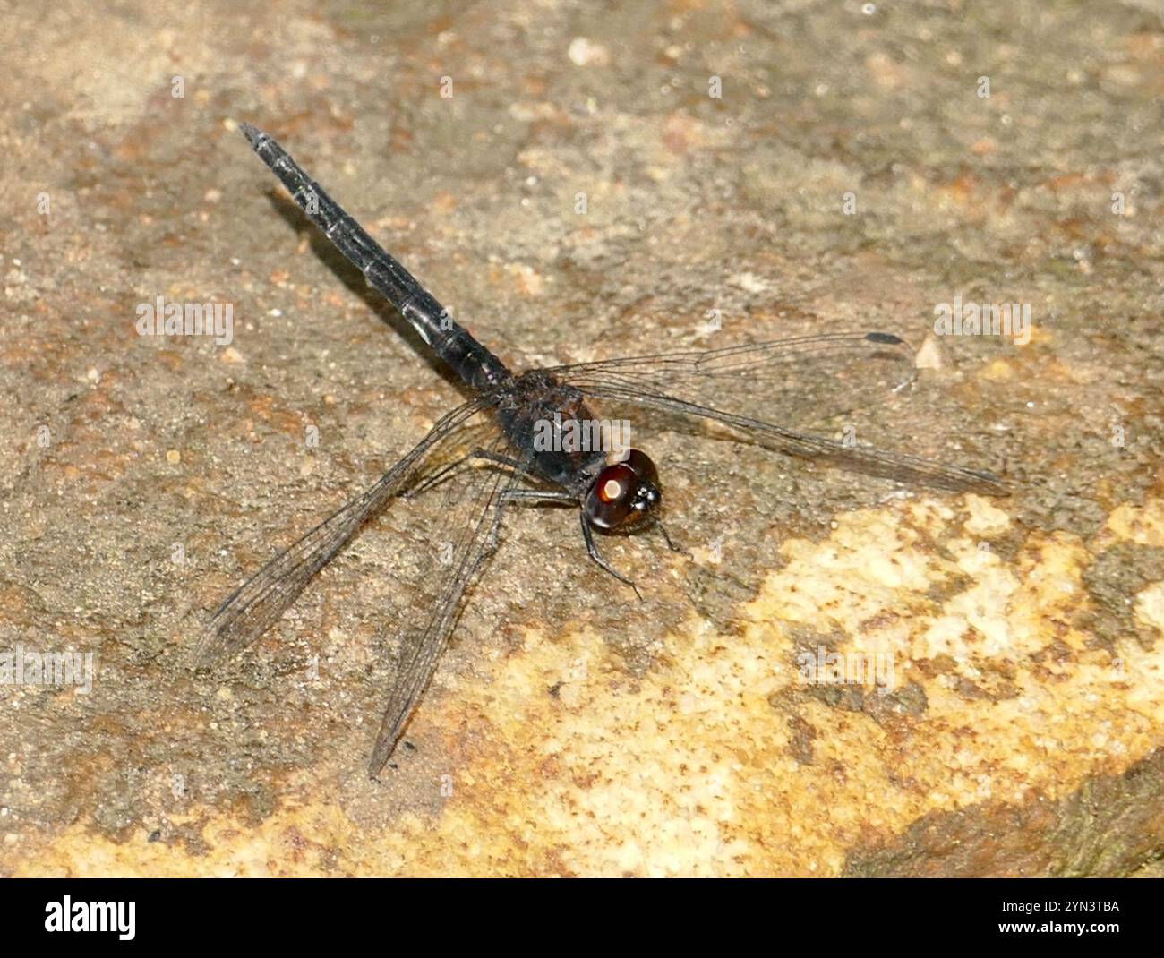Black Dropwing (Trithemis dichroa Stock Photo - Alamy