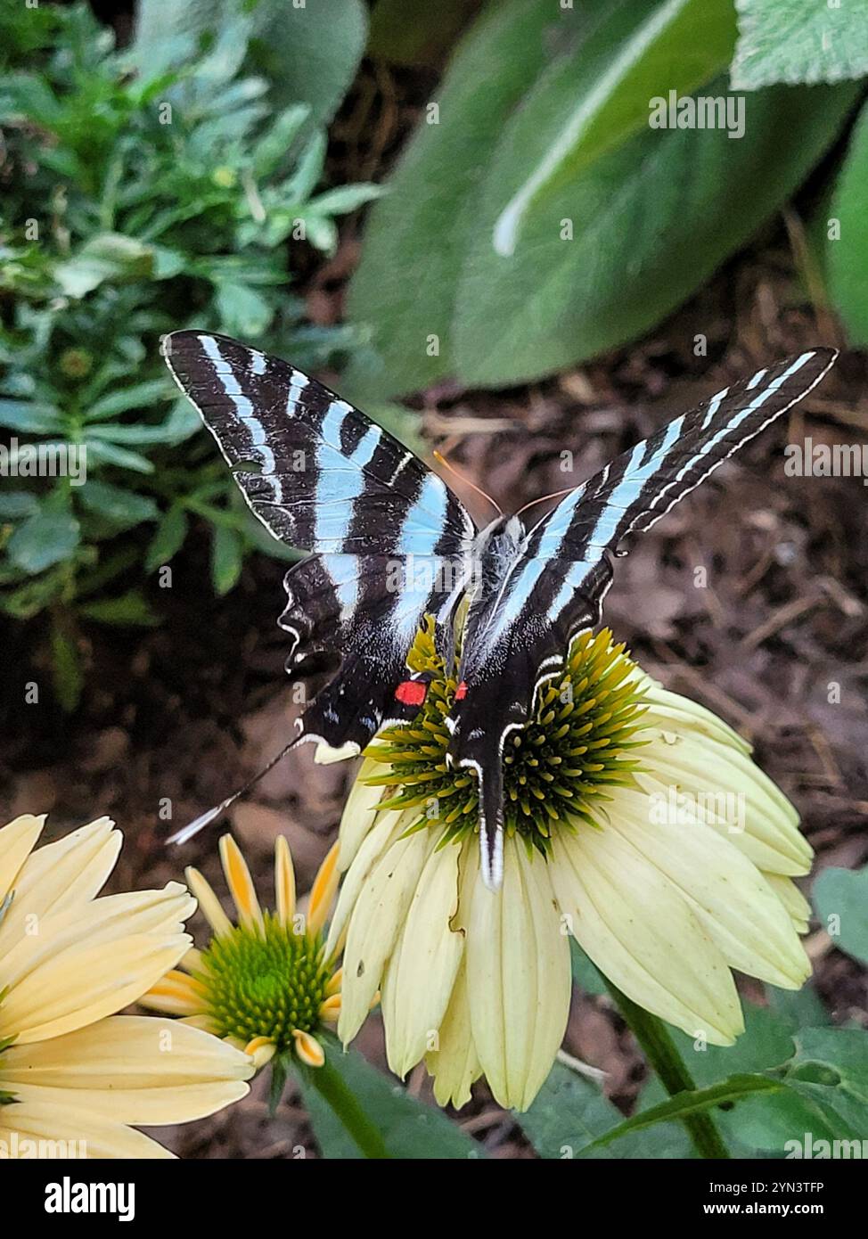 Zebra Swallowtail (Eurytides marcellus Stock Photo - Alamy