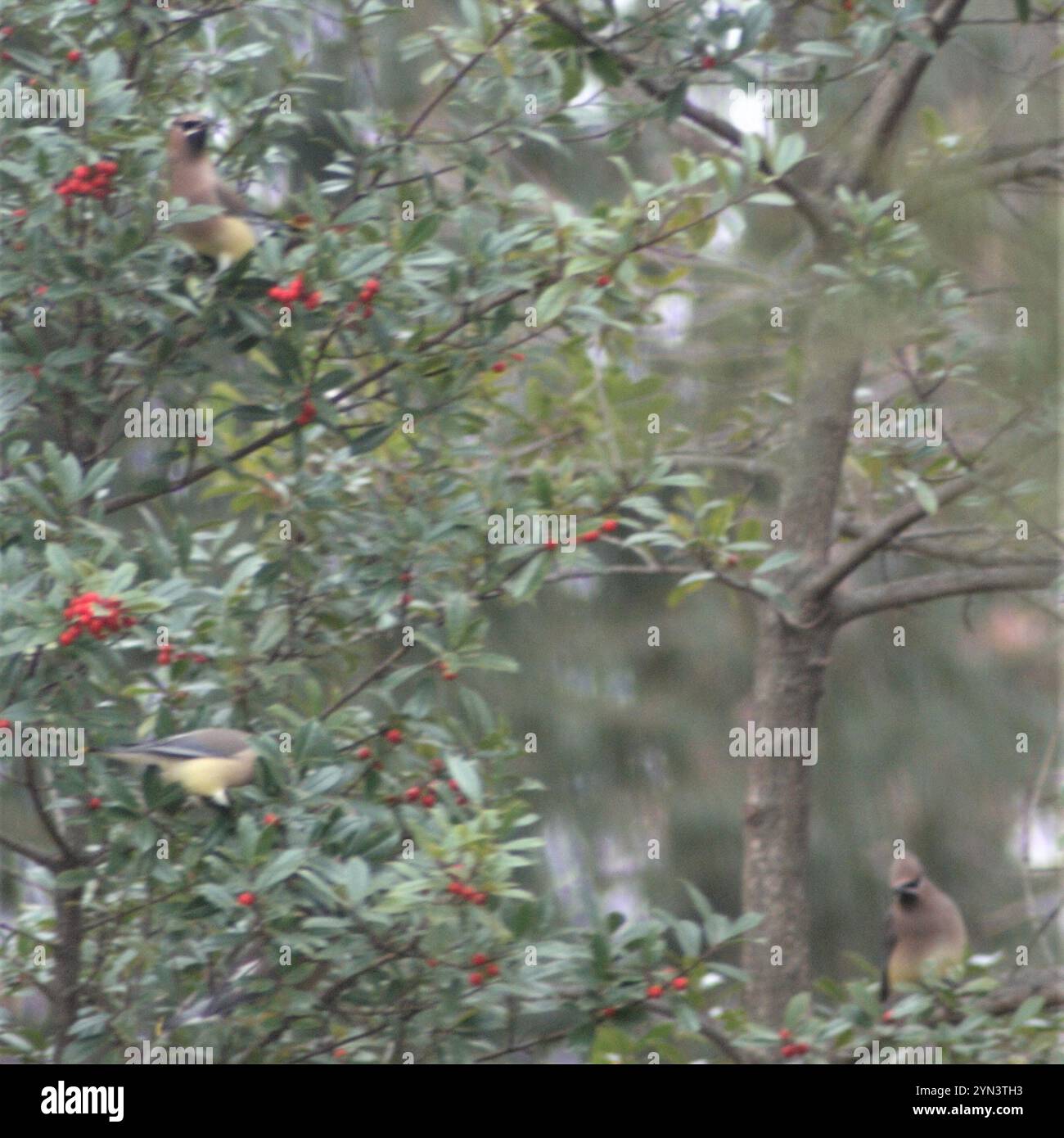 Cedar Waxwing (Bombycilla cedrorum Stock Photo - Alamy