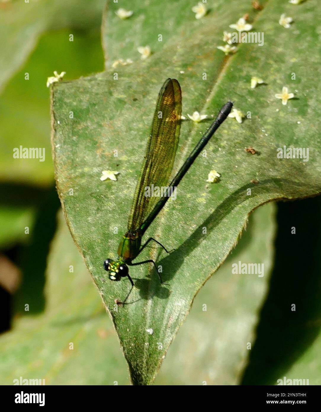 Broad-winged Damselflies (Calopterygidae Stock Photo - Alamy