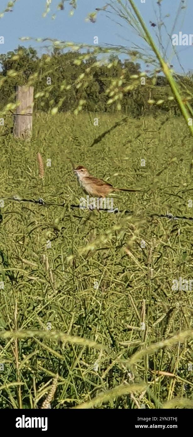 Tawny Grassbird (Cincloramphus timoriensis Stock Photo - Alamy