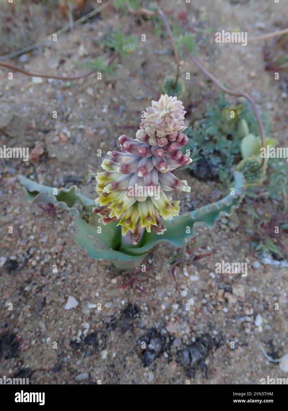 Pied Viooltjie (Lachenalia mutabilis Stock Photo - Alamy