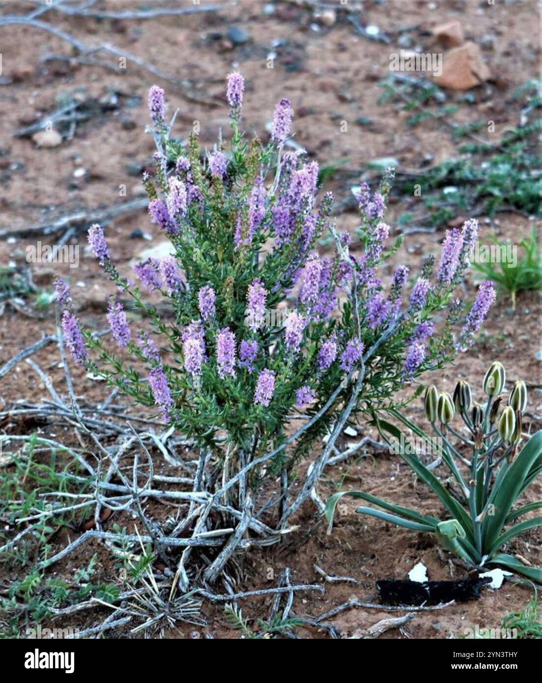 Purple Bitterbush (Selago geniculata Stock Photo - Alamy