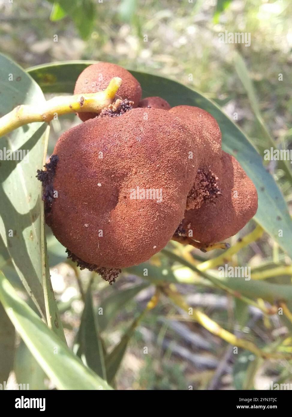 wattle gall rusts (Uromycladium Stock Photo - Alamy