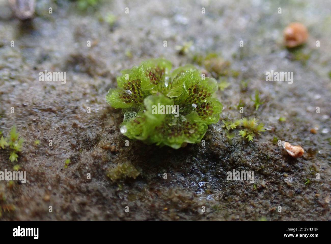 Texas Balloonwort (Sphaerocarpos texanus Stock Photo - Alamy