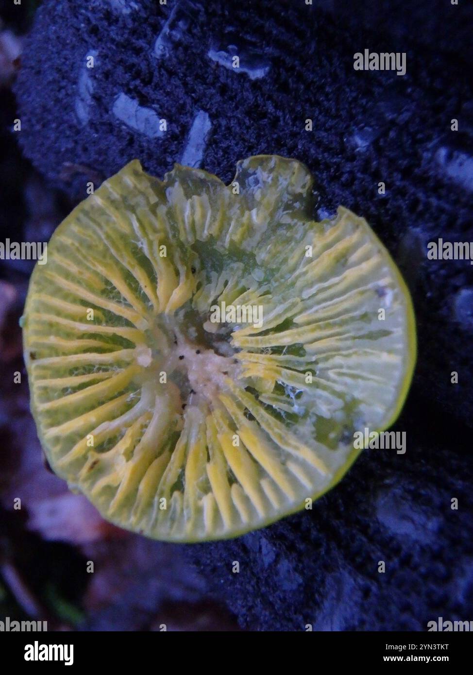 Parrot Mushroom (Gliophorus psittacinus Stock Photo - Alamy