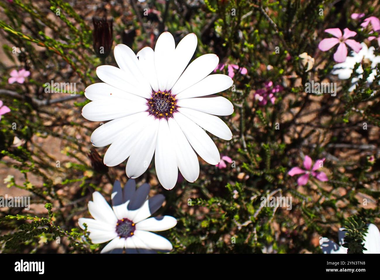 Mountain Rain Daisy (Dimorphotheca montana Stock Photo - Alamy