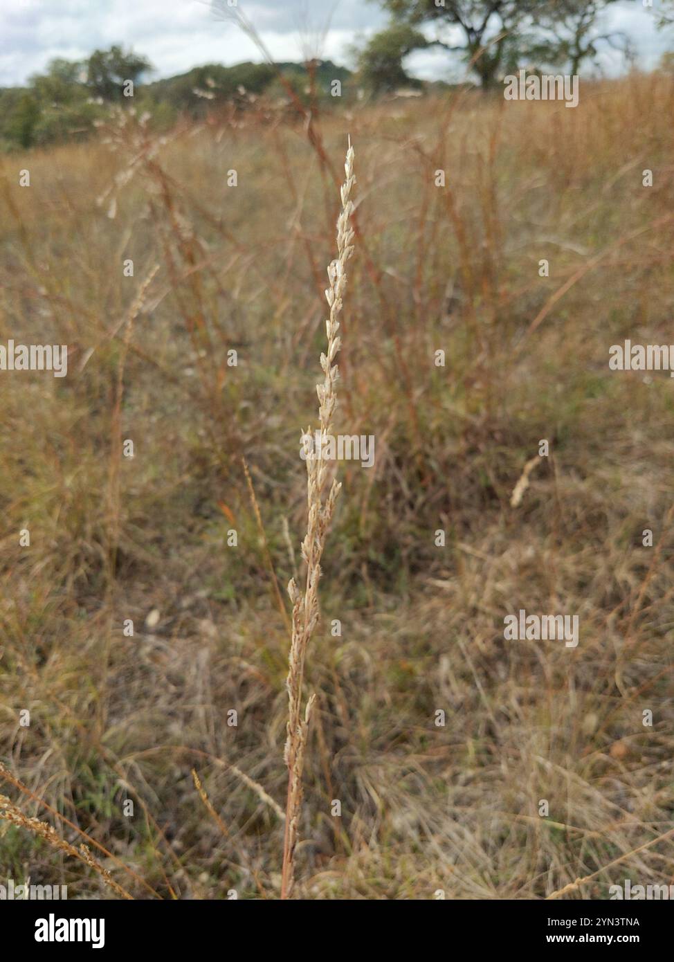 Slim Tridens (Tridentopsis mutica Stock Photo - Alamy