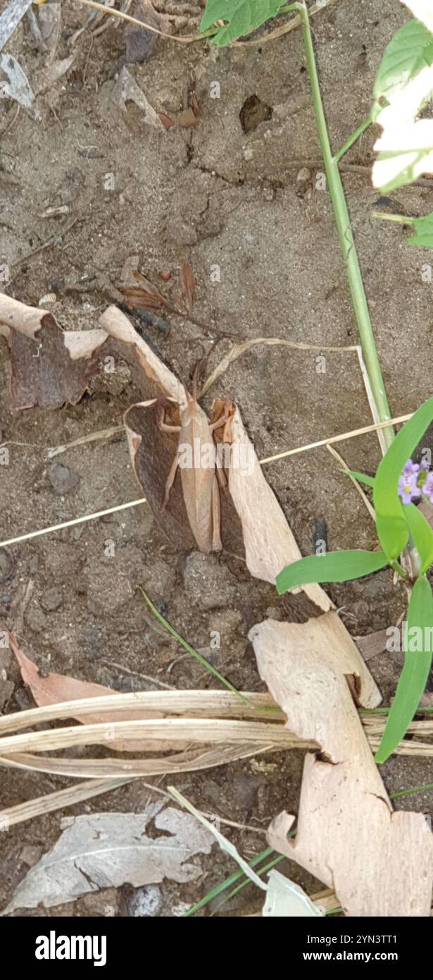 Gumleaf hi-res stock photography and images - Alamy