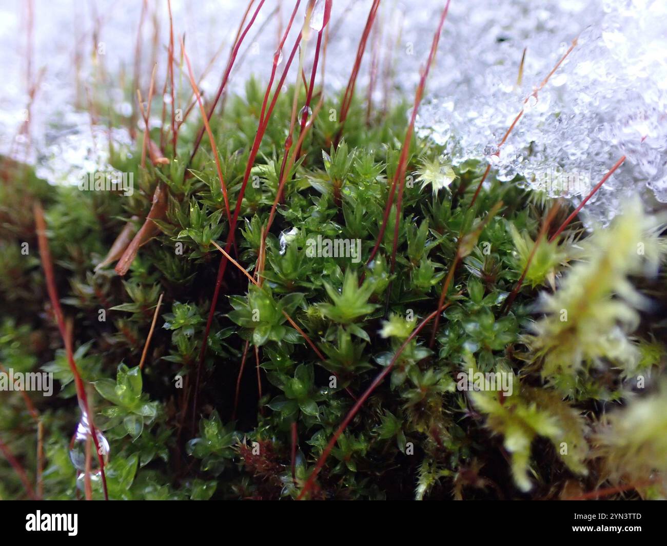 Long-leaved Thread Moss (Ptychostomum pseudotriquetrum Stock Photo - Alamy