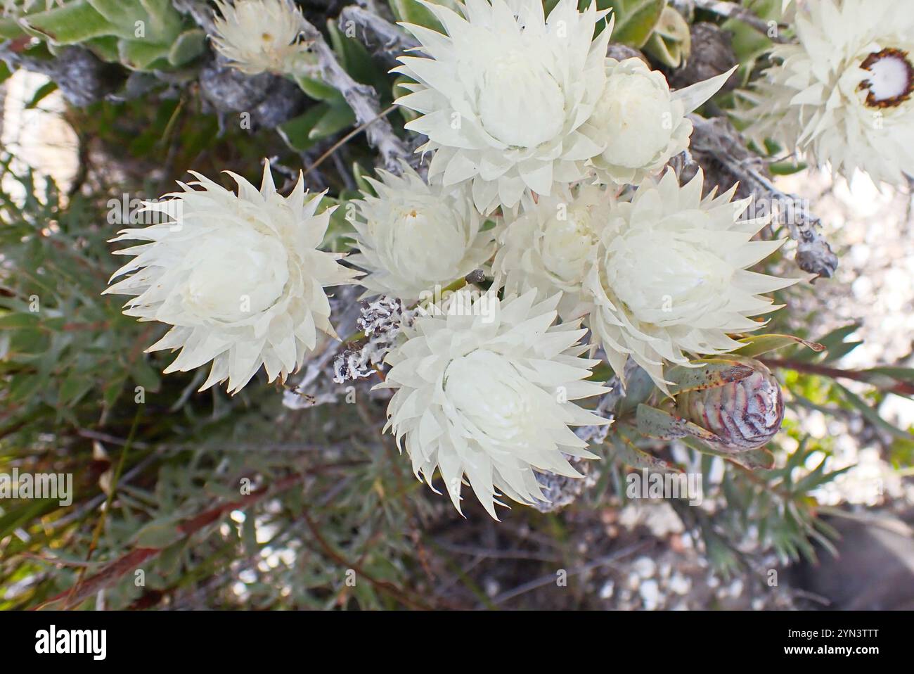 Cape Snow (Syncarpha vestita Stock Photo - Alamy