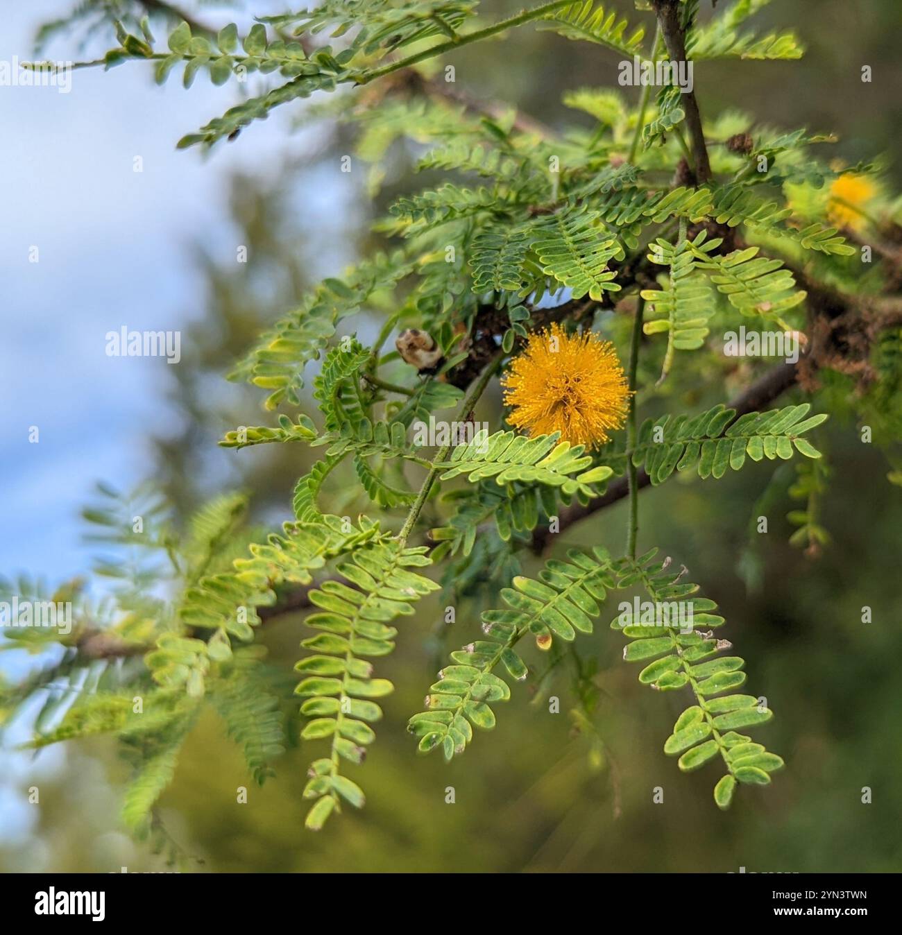 Sweet acacia (Vachellia farnesiana Stock Photo - Alamy