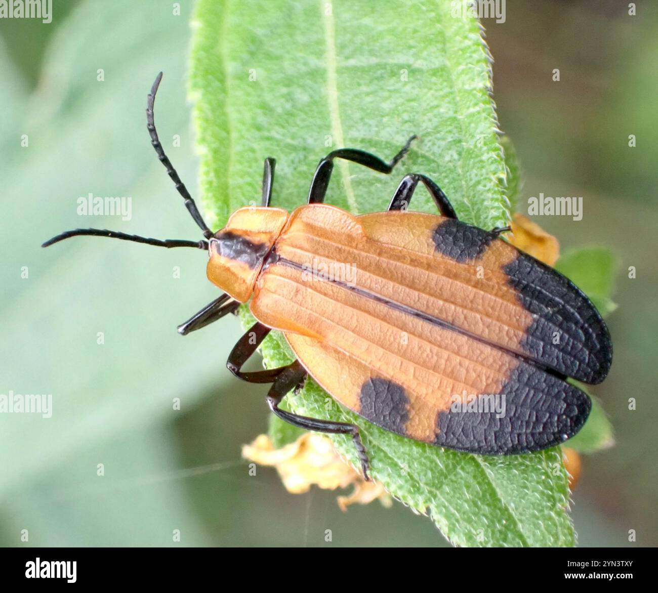 Lycus latissimus hi-res stock photography and images - Alamy