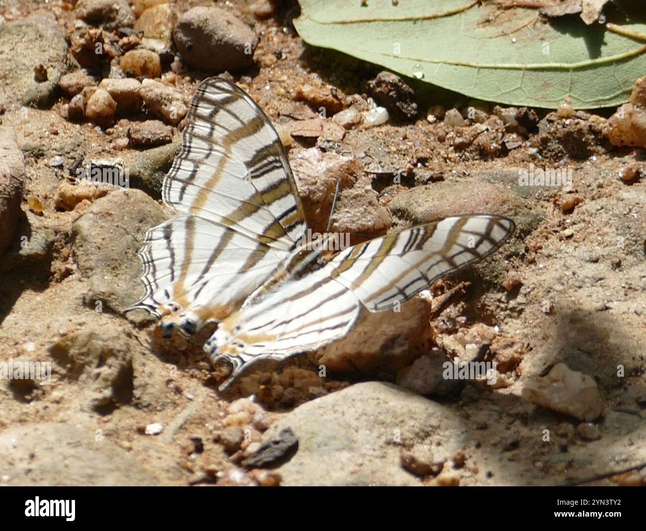 African map butterfly hi-res stock photography and images - Alamy