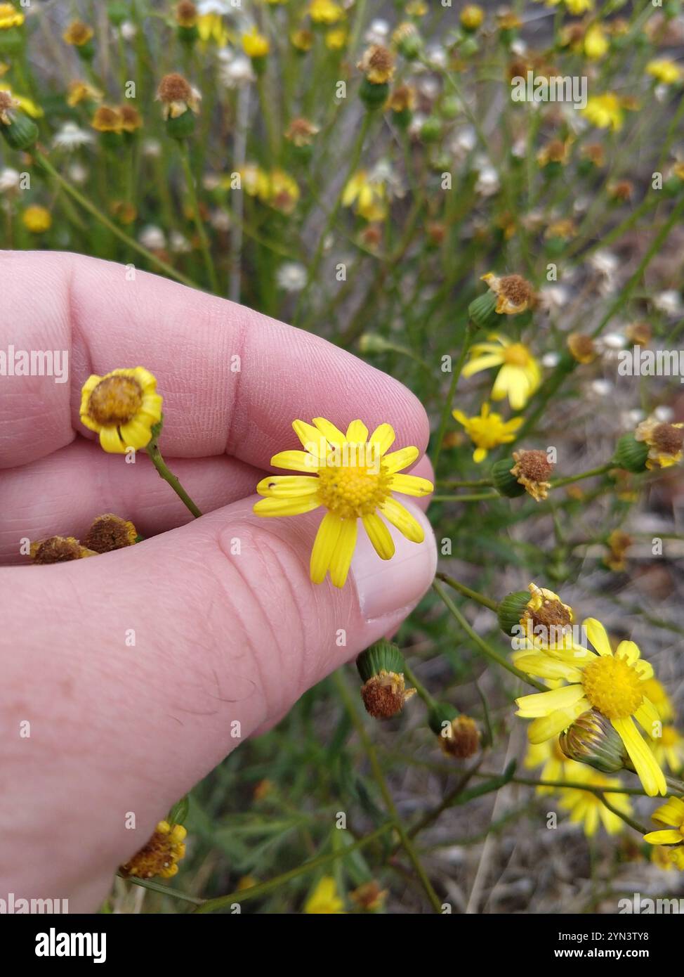 Madagascar Ragwort (Senecio madagascariensis Stock Photo - Alamy