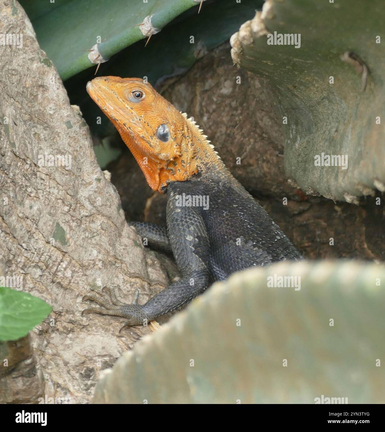 Typical Agamas (Agama Stock Photo - Alamy