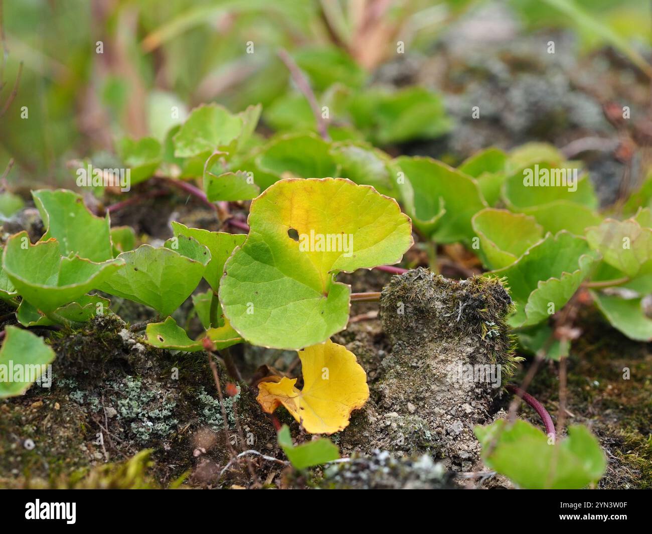 Gotu Cola (Centella asiatica Stock Photo - Alamy