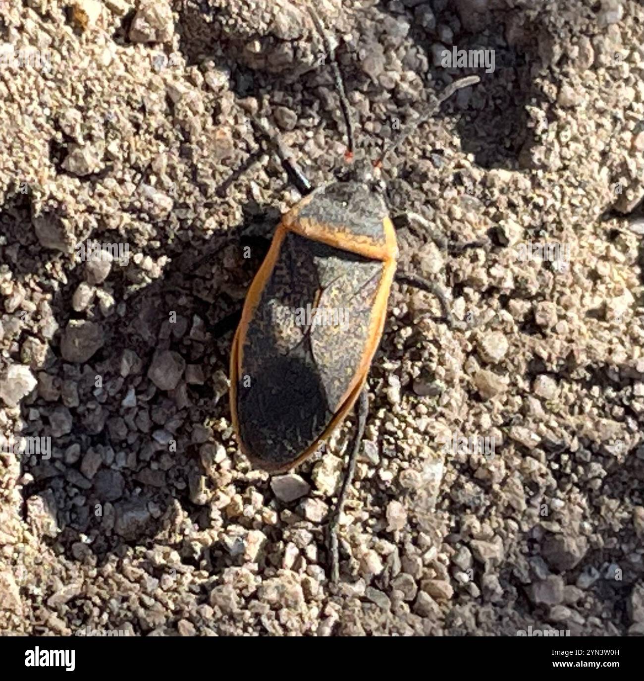 California Bordered Plant Bug (Largus californicus Stock Photo - Alamy