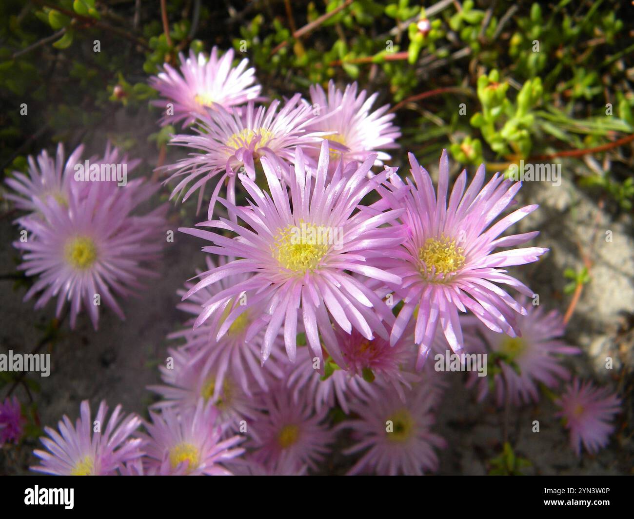 Lampranthus dewplant hi-res stock photography and images - Alamy